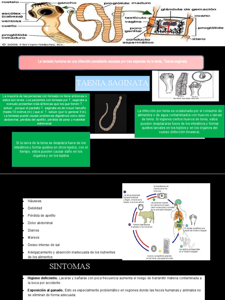 La Teniasis Humana Es Una Infección Parasitaria Causada Por Tres ...