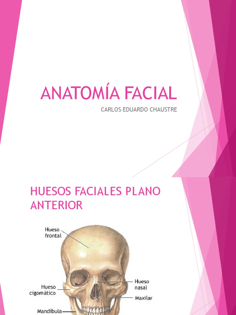 Anatomia Facial | PDF