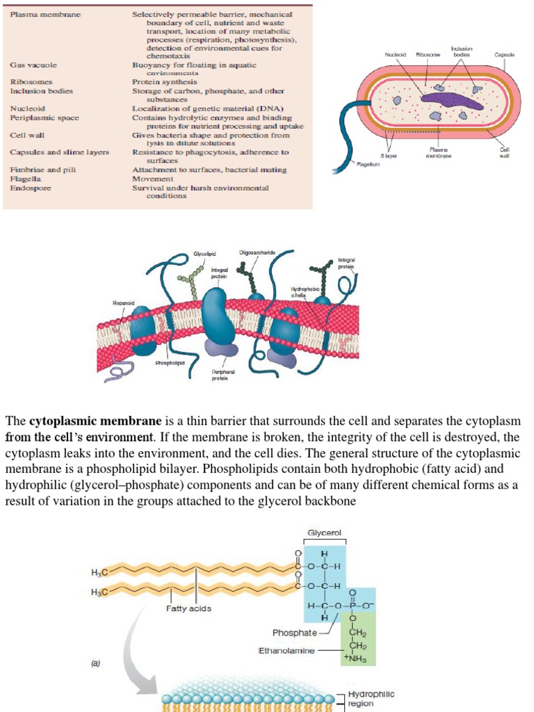 Cell Envelope | PDF | Cell Membrane | Lipopolysaccharide