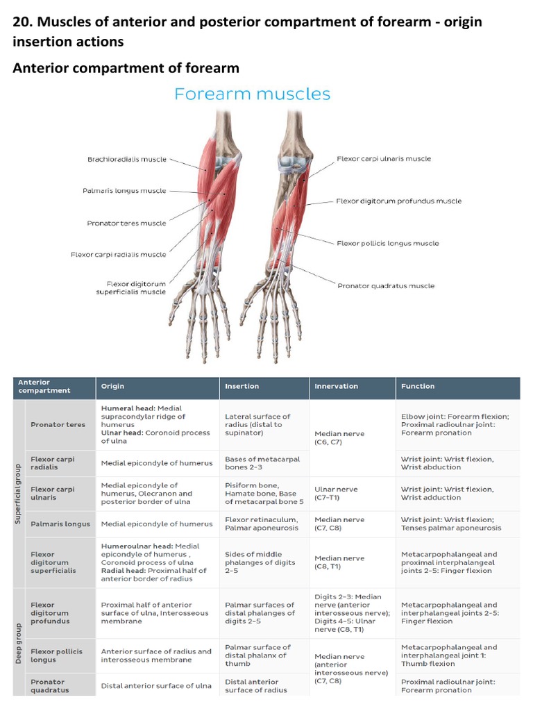 Muscles of Anterior and Posterior Compartment of Forearm - Origin ...
