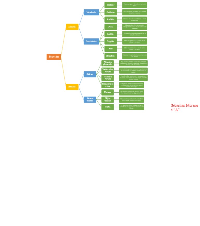 Organizador Visual Excrecion | PDF | Riñón | Orina