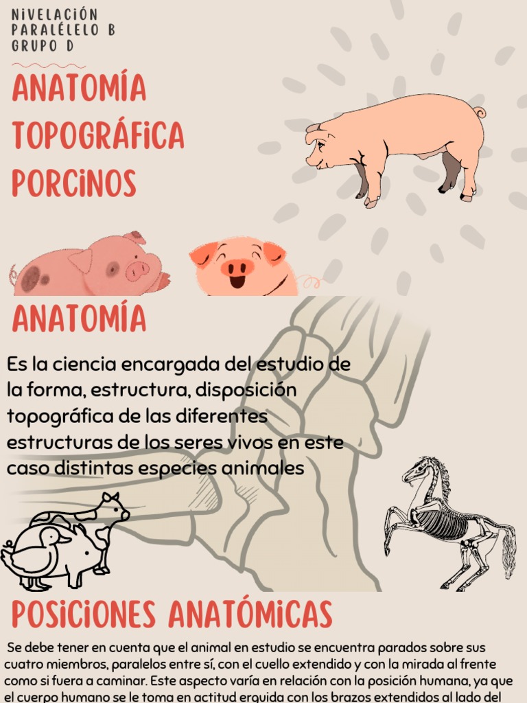 Anatomía Topográfica Del Cerdo Pdf Términos Anatómicos De Ubicación