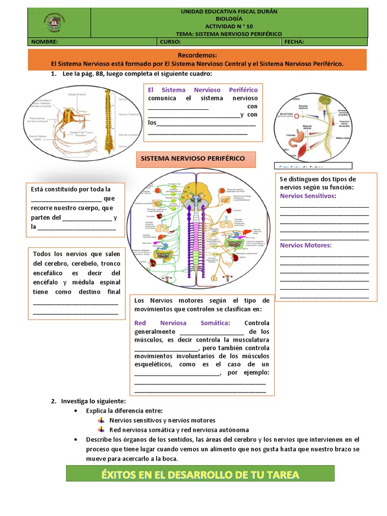 Actividad 10 Sistema Nervioso Periférico | PDF | Sistema nervioso | Nervio