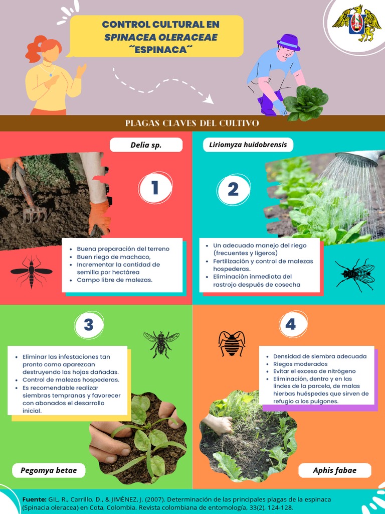 INFOGRAFIA - Control Cultural en Espinaca | PDF