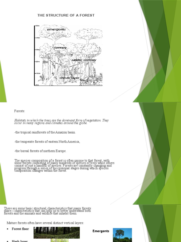 The Structure of A Forest | PDF | Forests | Canopy (Biology)