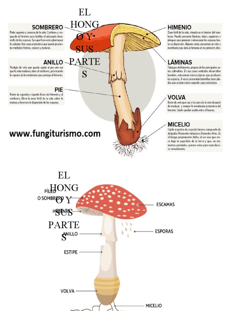 Partes de Los Hongos | PDF