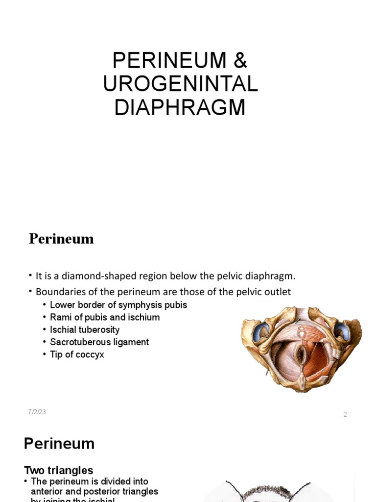 Perineum and Urogenital Diaphragm | PDF | Pelvis | Anatomy
