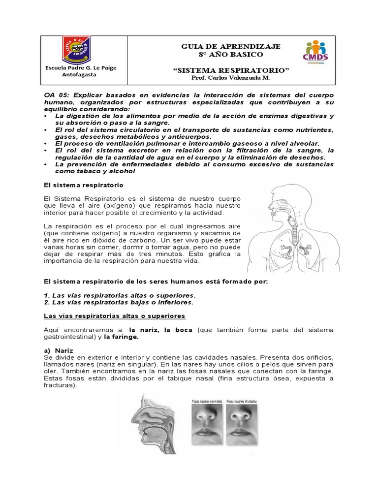 2 Guia Aprendizaje Sistema Respiratorio | PDF | Pulmón | Sistema ...