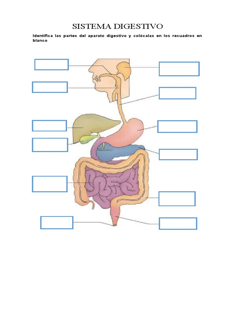 Rotular Sistema Digestivo | PDF