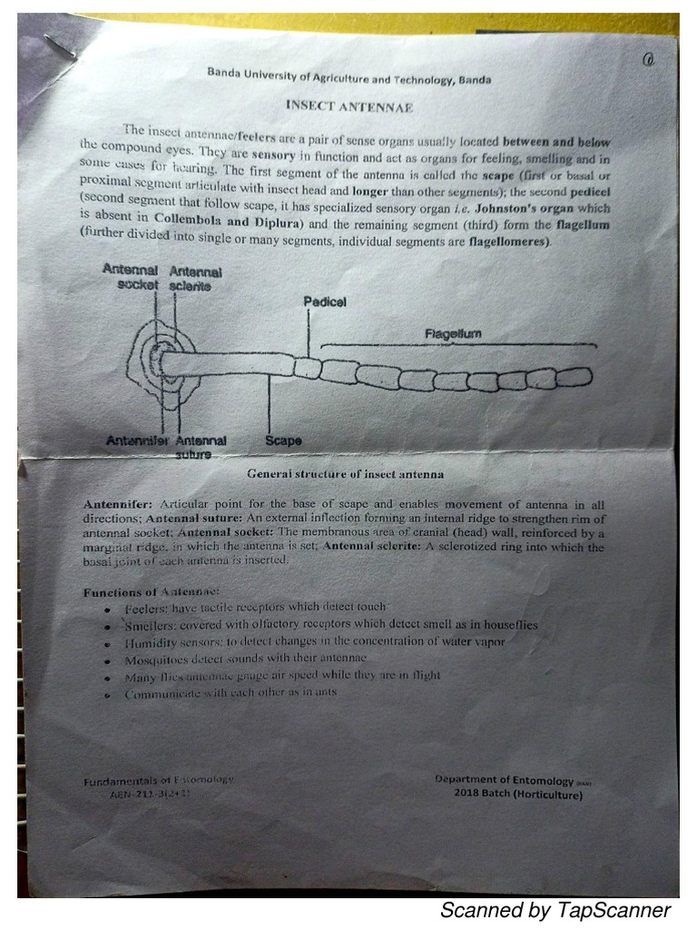 Insect antennae | PDF