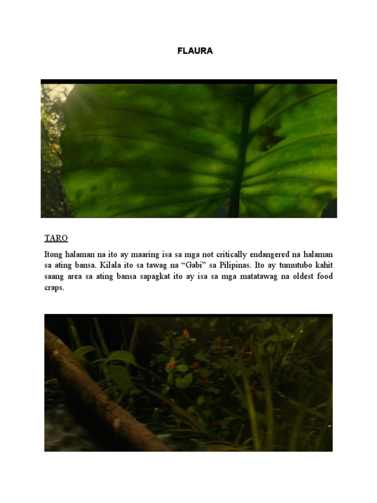 Flaura-at-Fauna | PDF