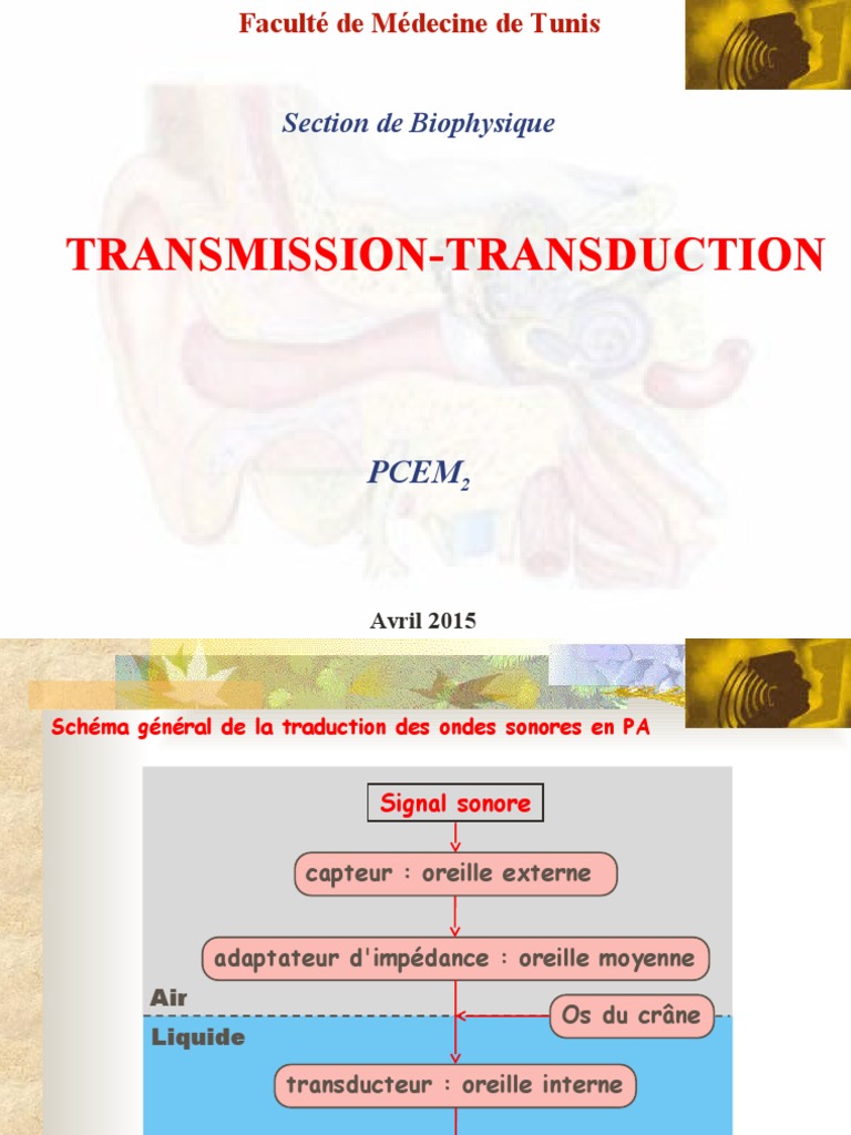 Transmission Transduction | PDF | Oreille | Tête et cou chez l'humain