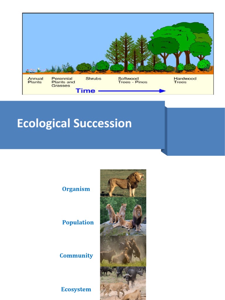 Lec 7, 8 - Ecological Succession | PDF | Community Ecology | Habitat