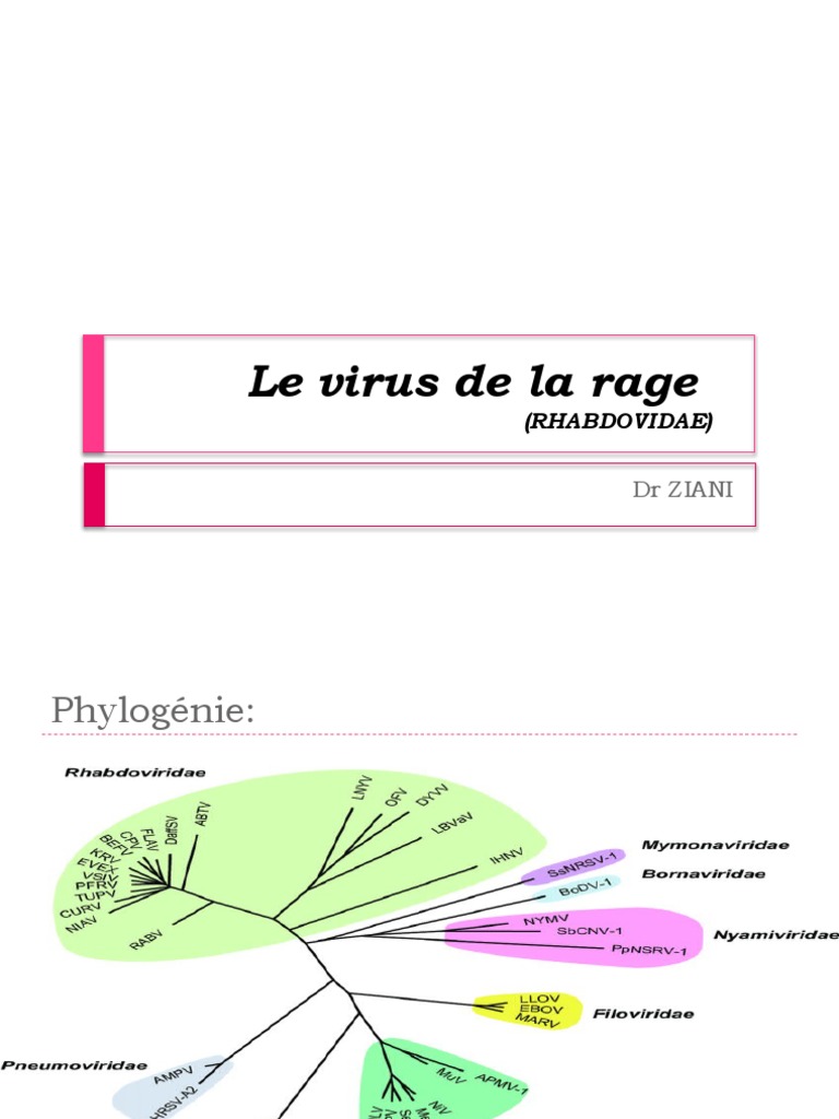 Rhabdo Vida e | PDF | Rage (maladie) | Virus