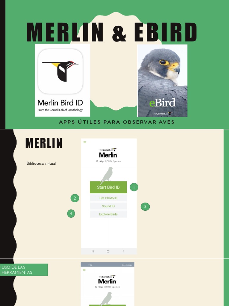 Merlin & Ebird | PDF