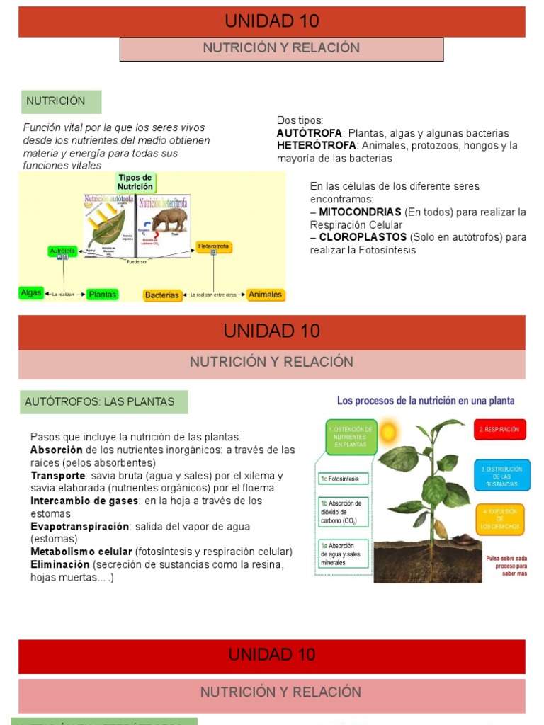 Nutrición y Funciones Vitales en Seres Vivos | PDF | Excreción | Digestión
