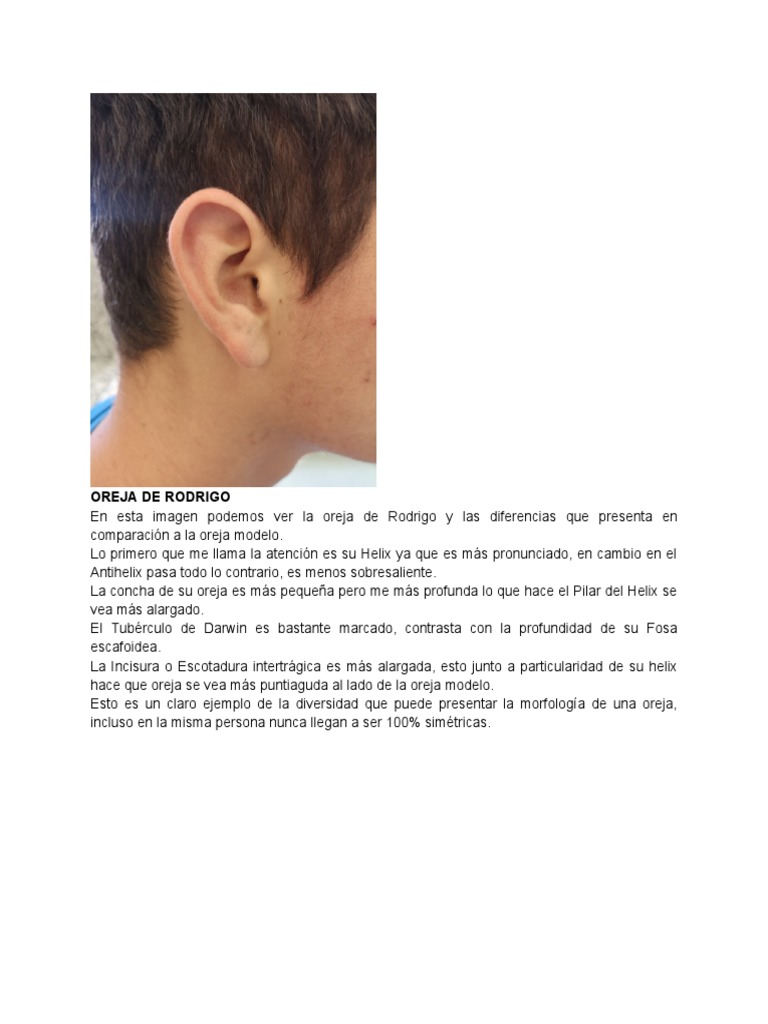 Morfología de la Oreja de Rodrigo | PDF