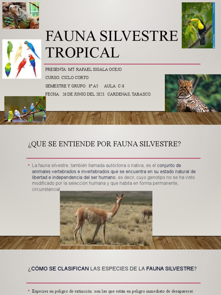 Fauna Silvestre: Definición y Clasificación | PDF | Fauna | Fauna silvestre