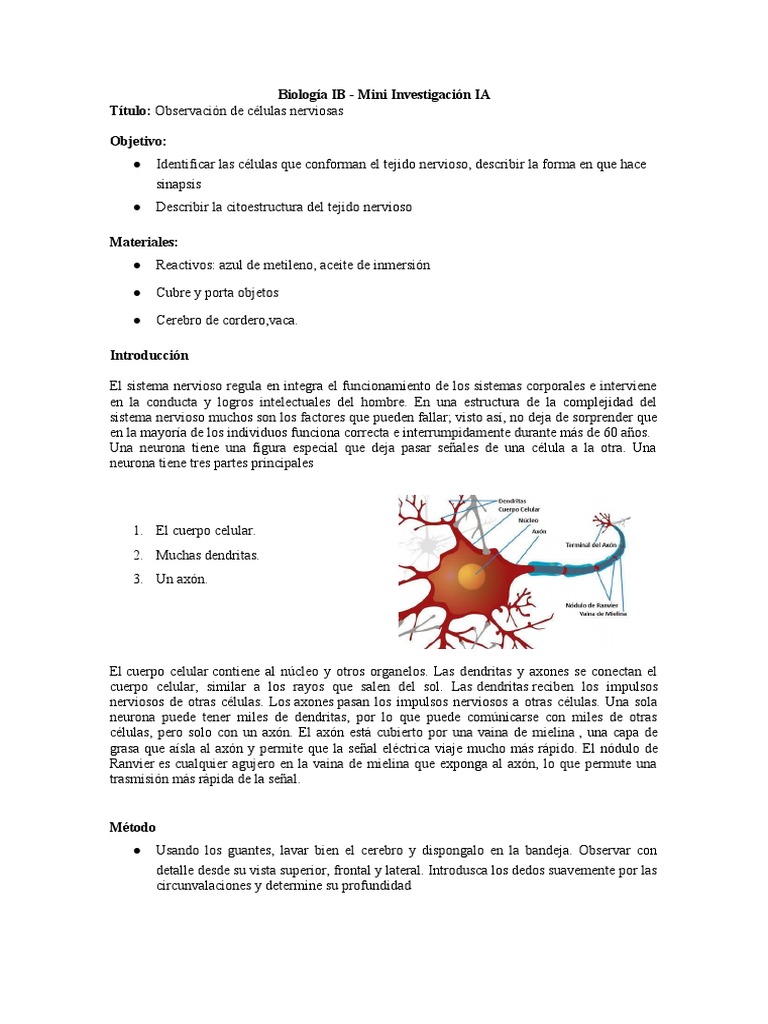 Practica Neuronas | PDF | Axon | Neurona