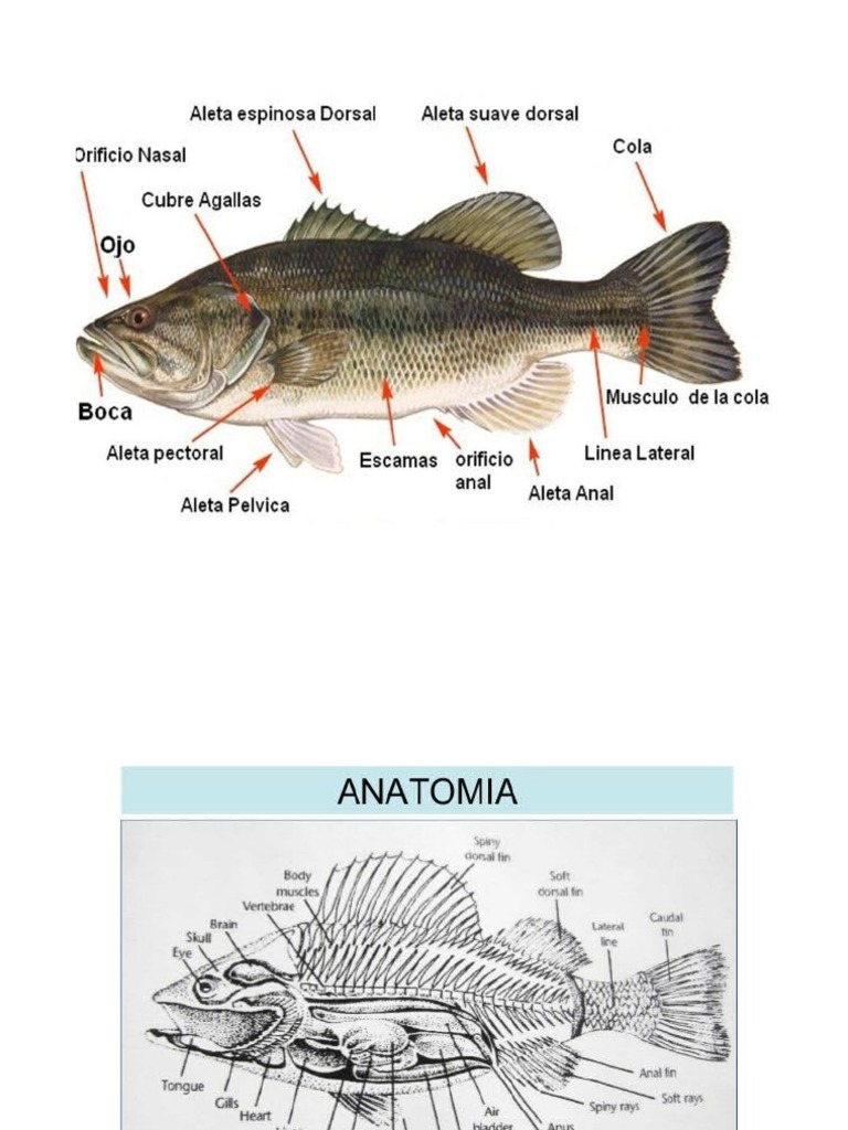 anatomia lobina negra | PDF