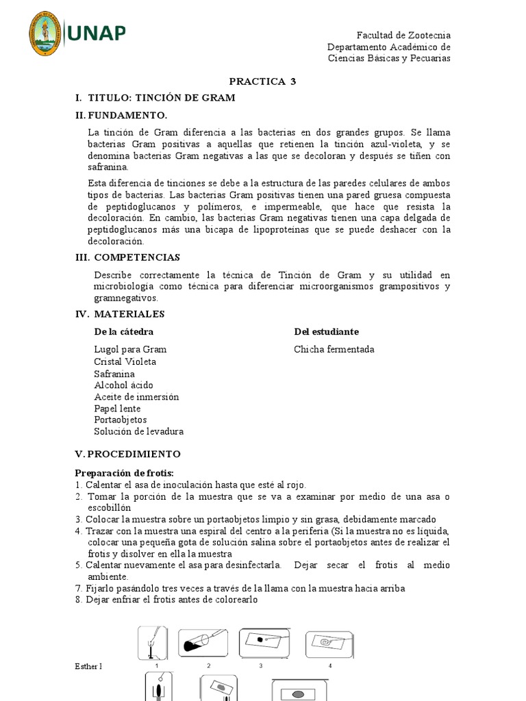 Guías de Práctica 3 Microbiología | Descargar gratis PDF | Tinción | Biología Celular