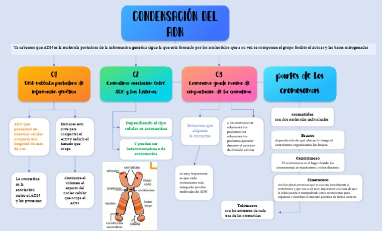 Condensación Del ADN | PDF | Cromosoma | Adn