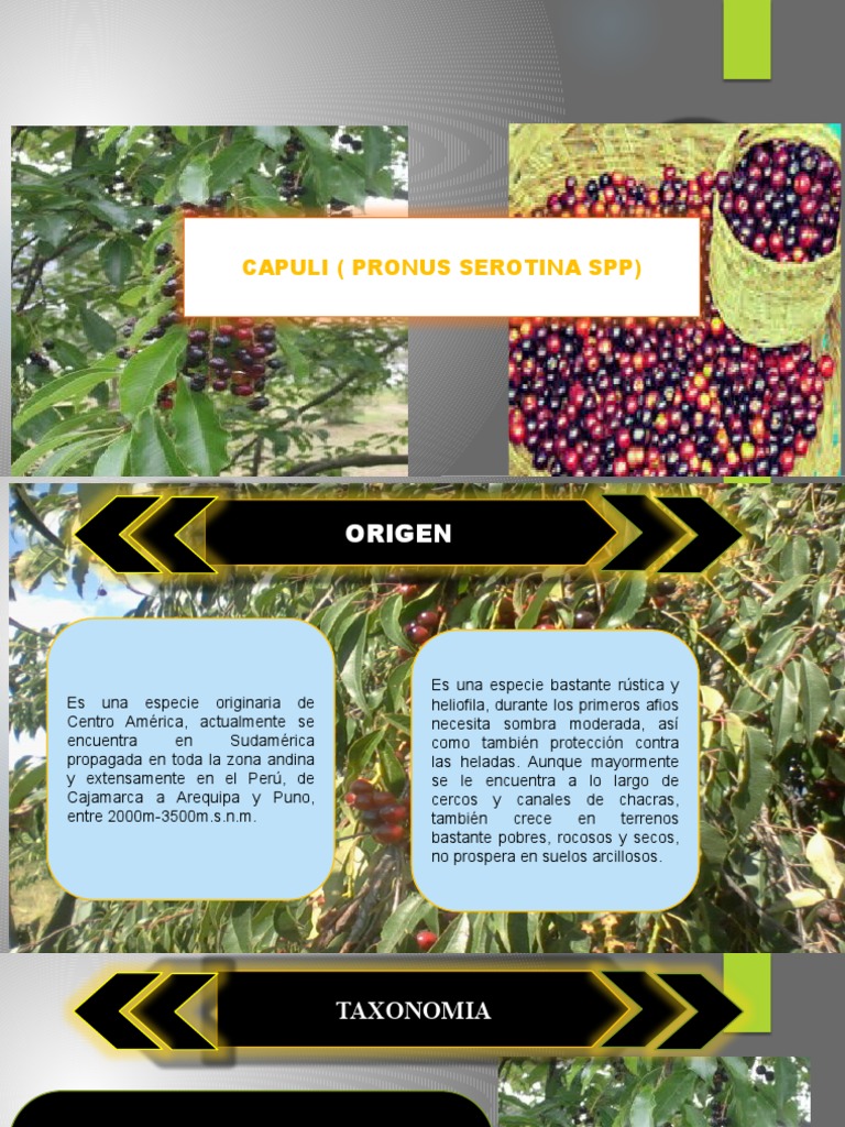 Capuli | PDF | Semilla | Organismos