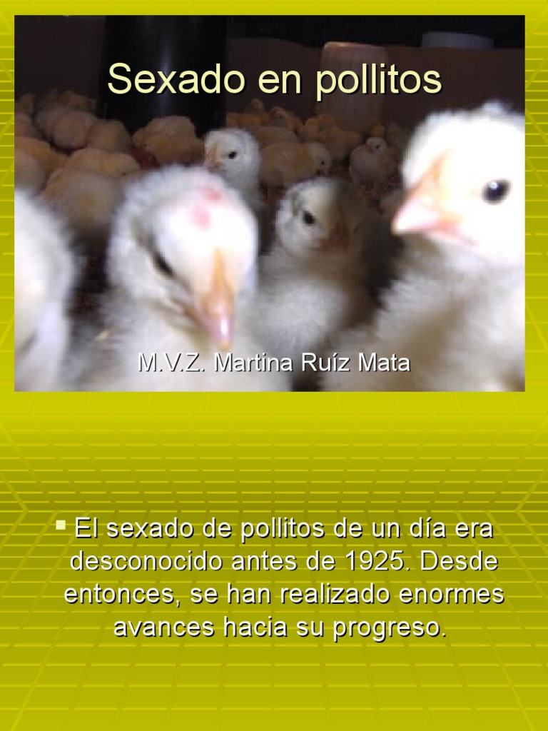 Sexado en Pollitos | PDF | Sexo | Aves