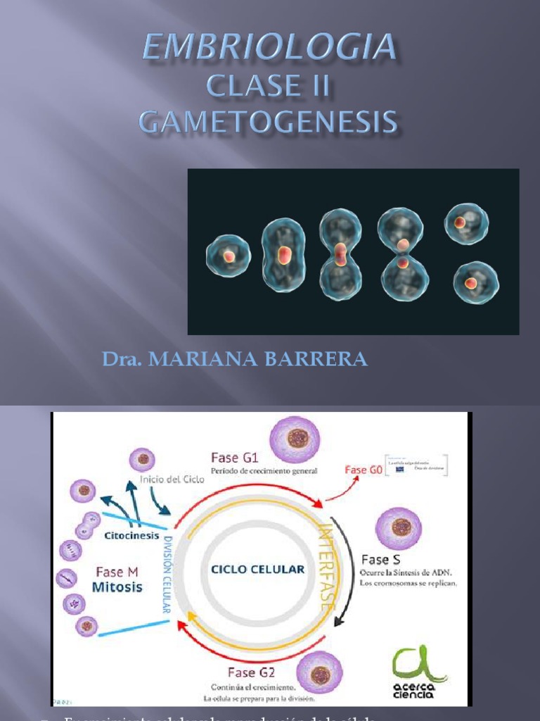 GAMETOGENESIS | PDF | Mitosis | Sistema reproductivo