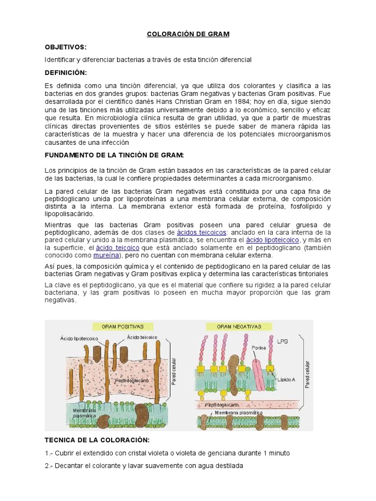 Tincion de Gram | PDF | Bacterias Gram-negativo | Bacterias Gram Positivas
