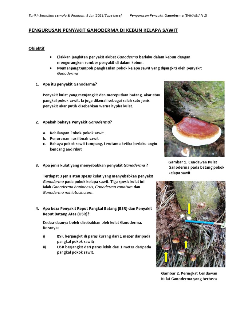 BM Pengurusan Penyakit Ganoderma Di Kebun Kelapa Sawit | PDF