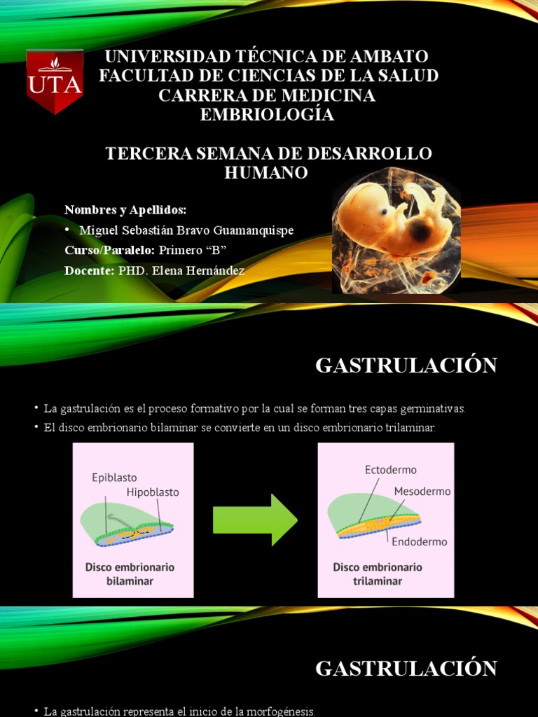 GASTRULACIÓN | PDF | Embrión | Biología del desarrollo