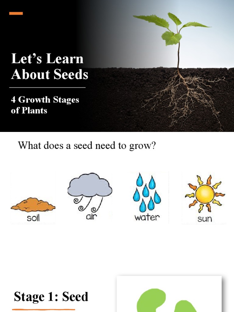 Plant Growth Stages Teacher Slides | PDF