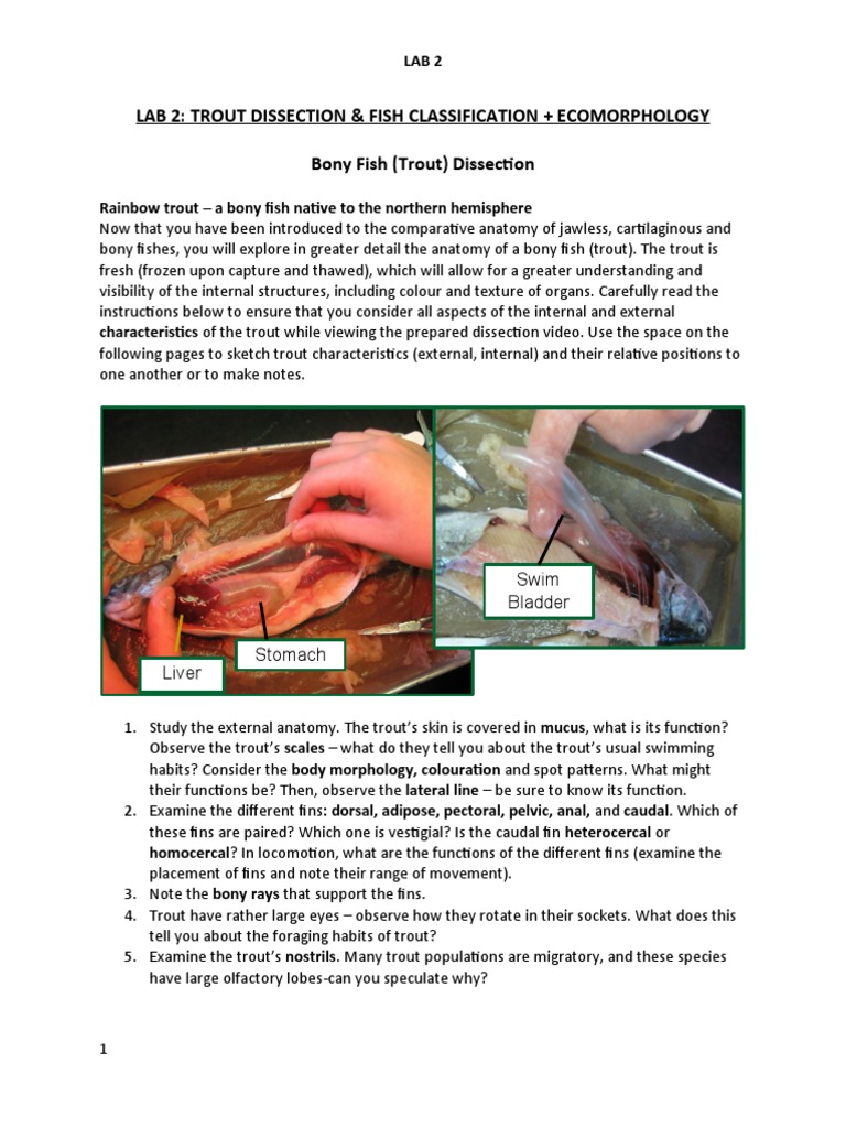 BIOL330 Lab 2 - Lab Manual | PDF | Gill | Fish