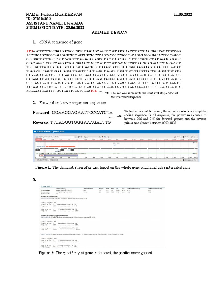 Primer Design | PDF | Primer (Molecular Biology) | Gene