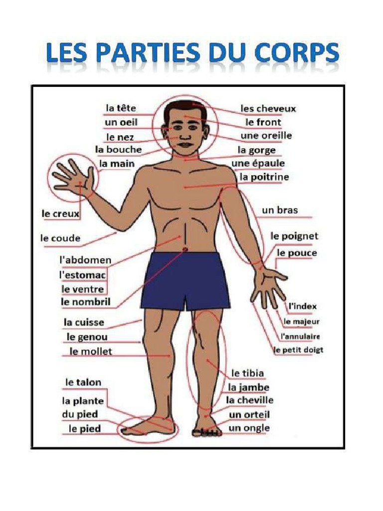 Le Corps Humain | PDF