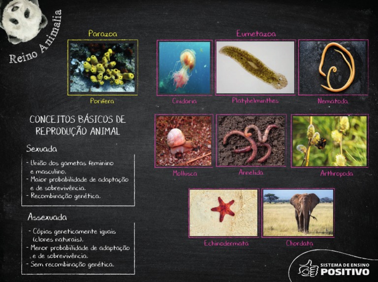 Spe Er 2023 em XX v6 Lousa Bio PF Dig f02 c21 | PDF