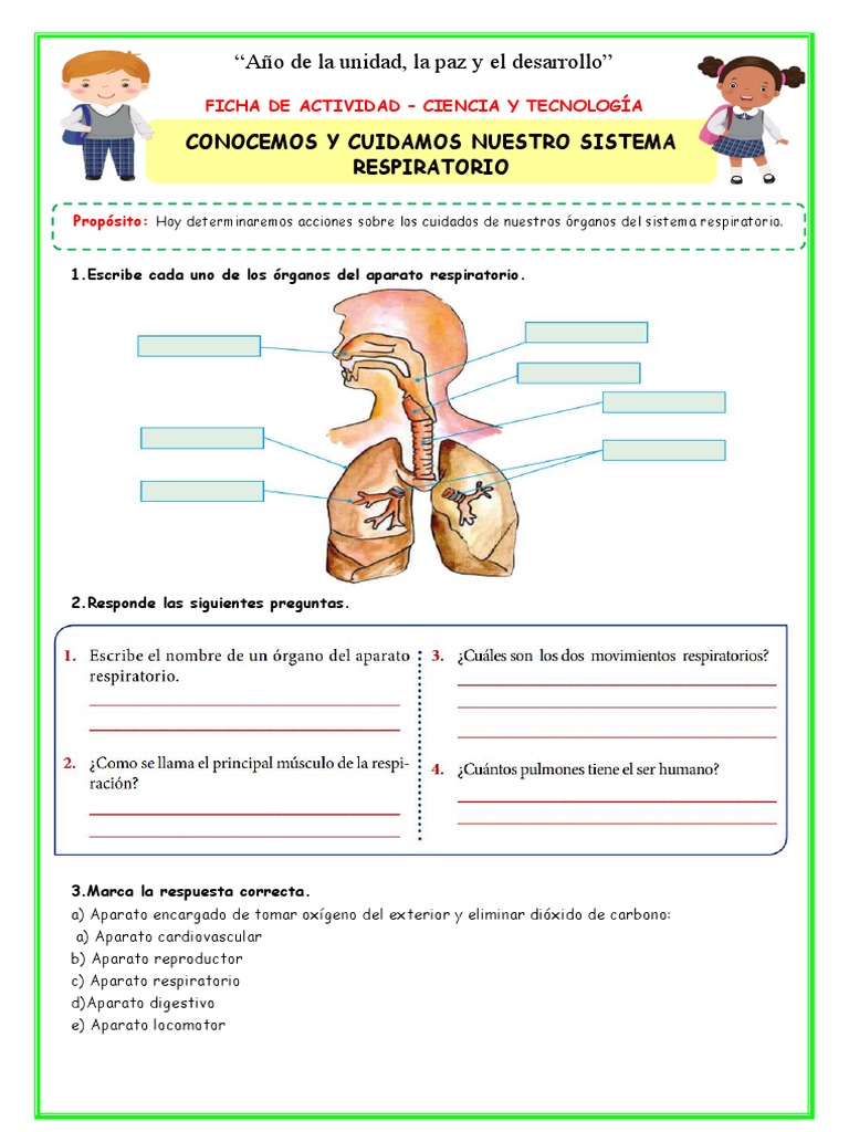 Ficha-Juev-Cyt-Conocemos y Cuidamos Nuestro Sistema Respiratorio | PDF ...