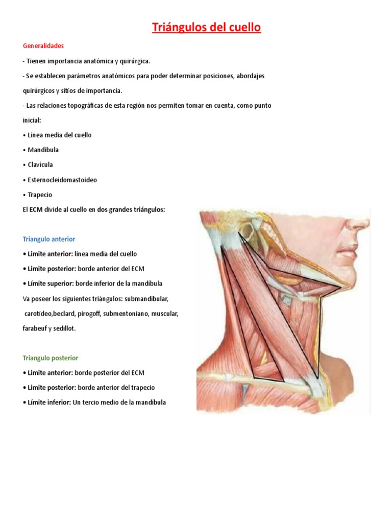 Triángulos del cuello | PDF | Anatomía humana | Cabeza y cuello humanos