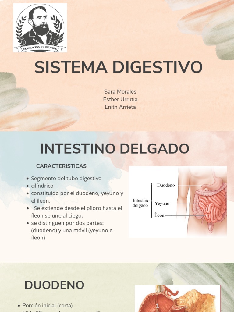 Sistema Digestivo | PDF | Sistema digestivo | Gastroenterología