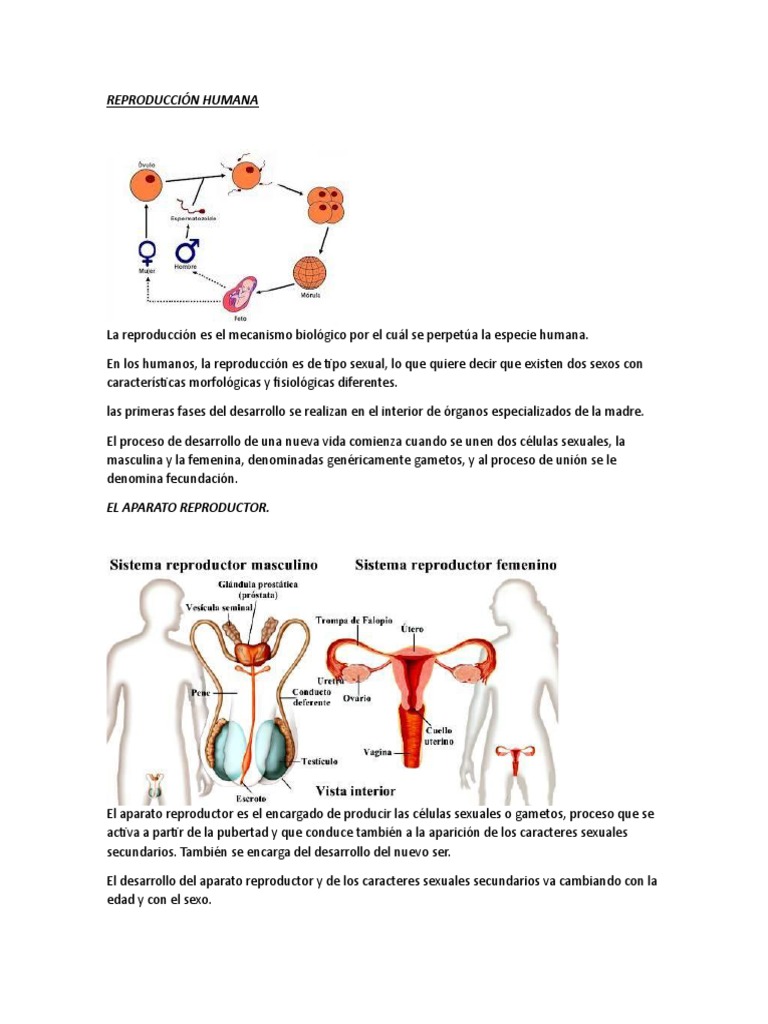 Proceso de Reproducción Humana | PDF | Sistema reproductivo | Infección ...