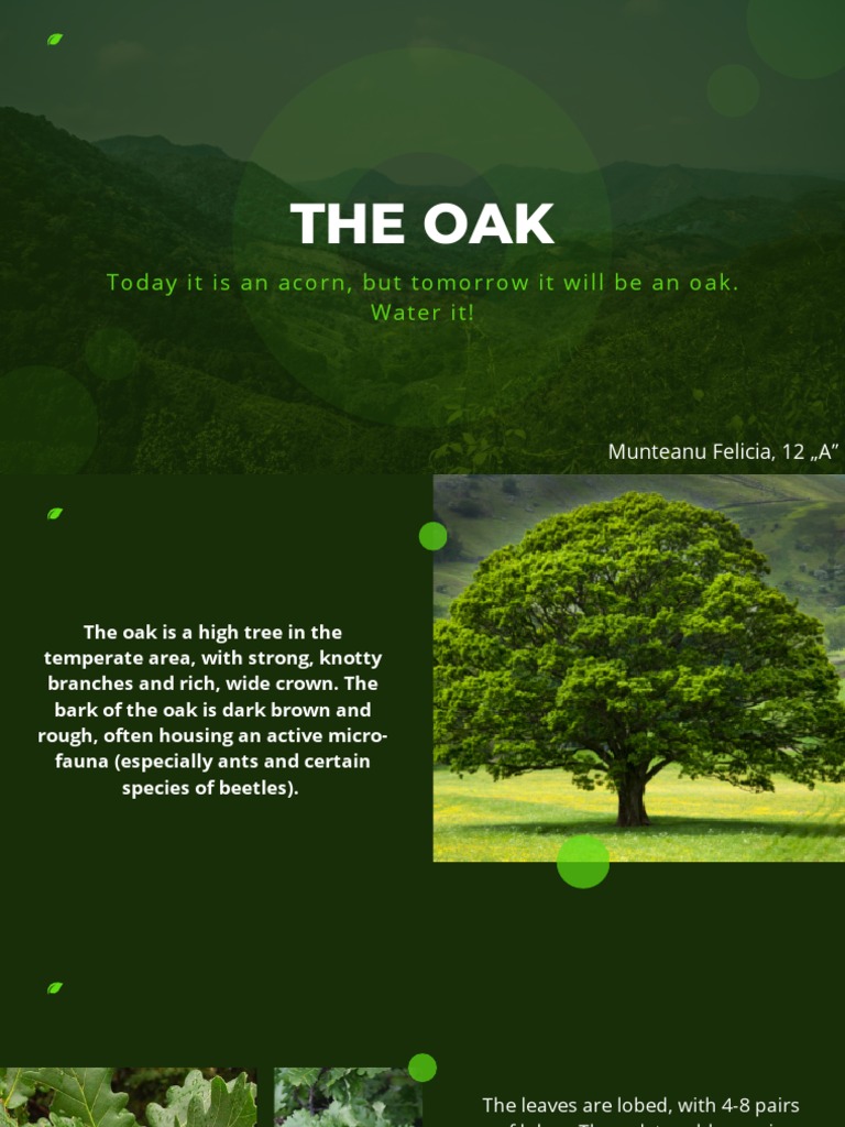 The Oak | PDF | Oak | Acorn