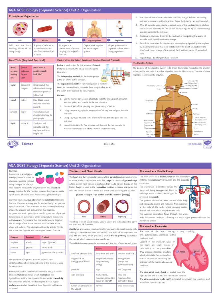 AQA GCSE Separate Science U2 Organisation Knowledge Organiser | PDF ...