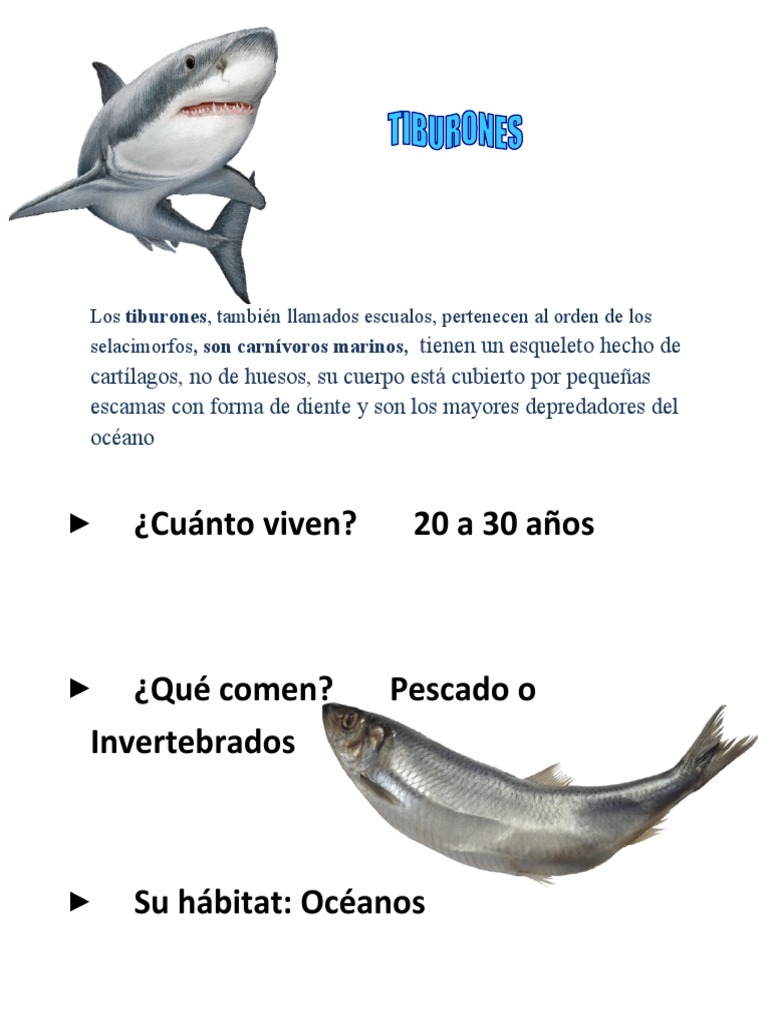 Tiburones: Características y Hábitos | PDF