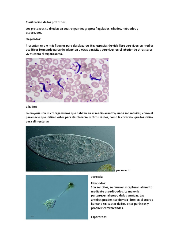 Clasificación de los protozoos | PDF
