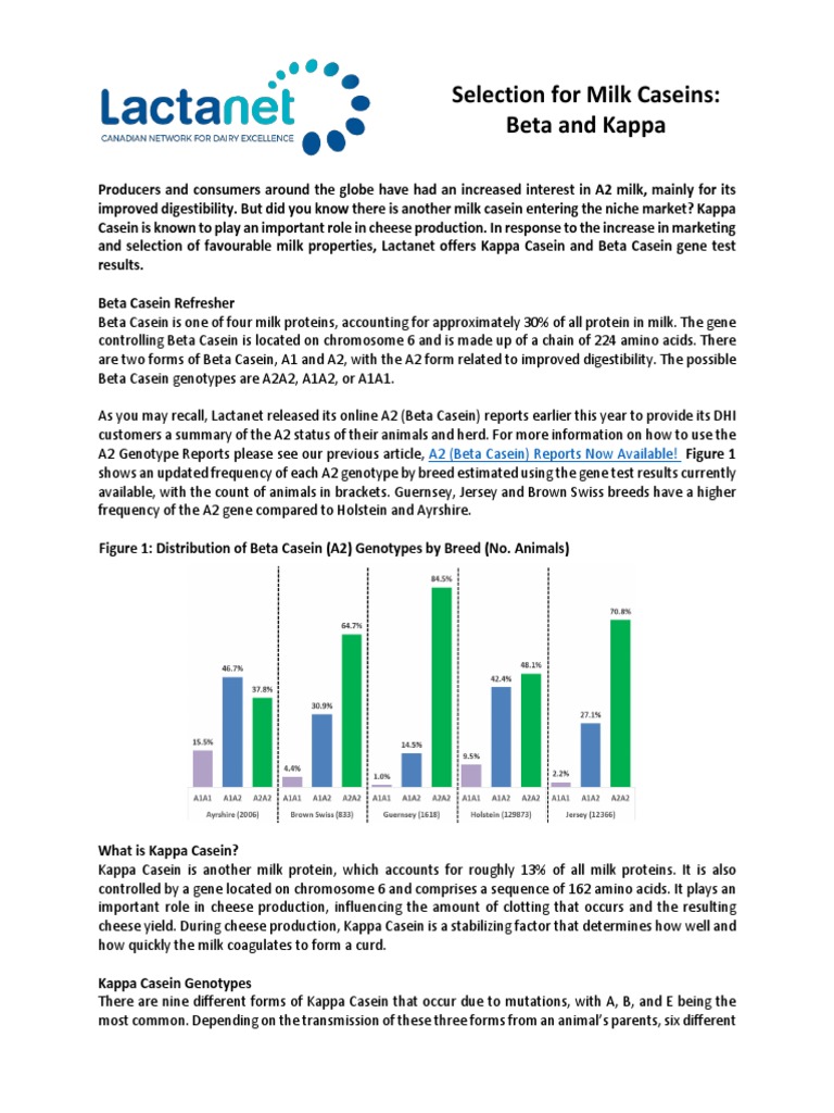 Milk Casein Selection: Beta & Kappa Insights | PDF | Genotype | Milk