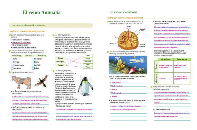 A-1 ºsol-Pract-Act1 Cyt U3 | PDF | Esqueleto | Esponja