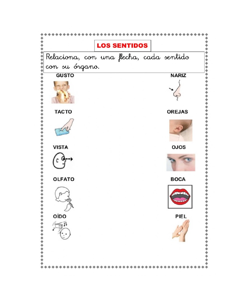 Los 5 Sentidos | PDF