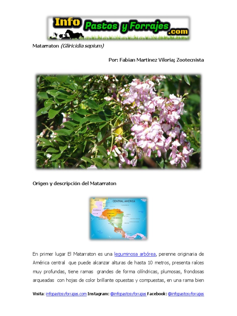 Ficha Técnica Árbol Forrajero Matarraton (Gliricidia sepium) | PDF ...
