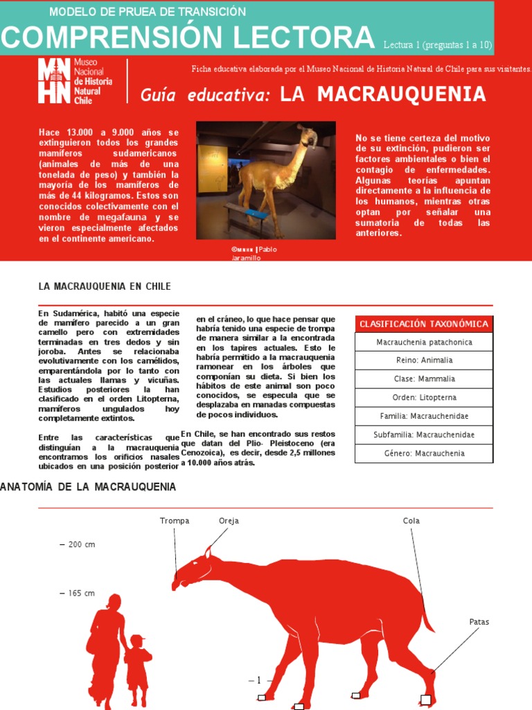 Guía Comprensión Lectora | PDF | Megafauna